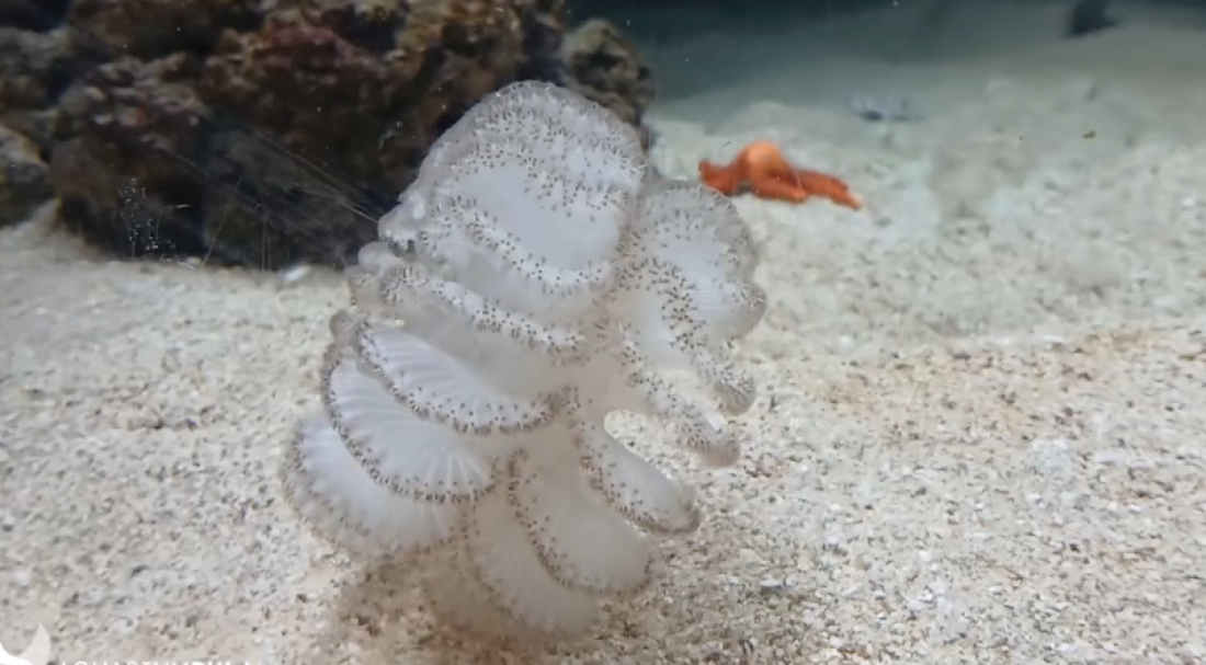 BIORAZNOLIKOST MORSKIH DUBINA! Meki koralj - morsko pero nalazi se u ...