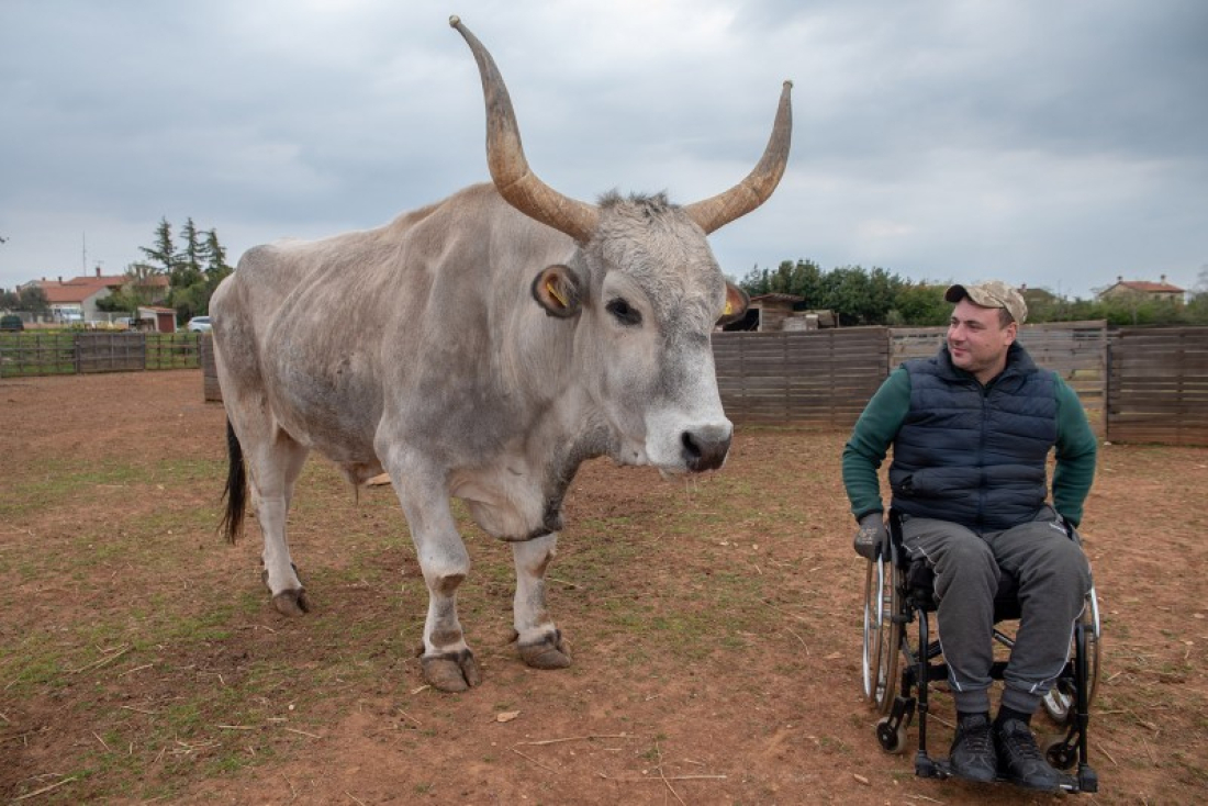 TUŽNO! Uginuo je Boško, najstariji boškarin u Istri - IstraIN