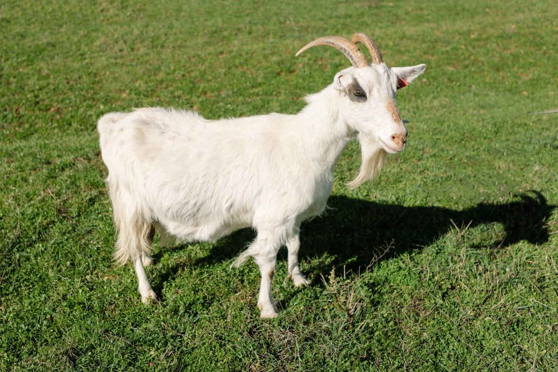 ISTARSKA KOZA IMA SVOJE PRIJATELJE: Projekt usvajanja autohtone pasmine ...