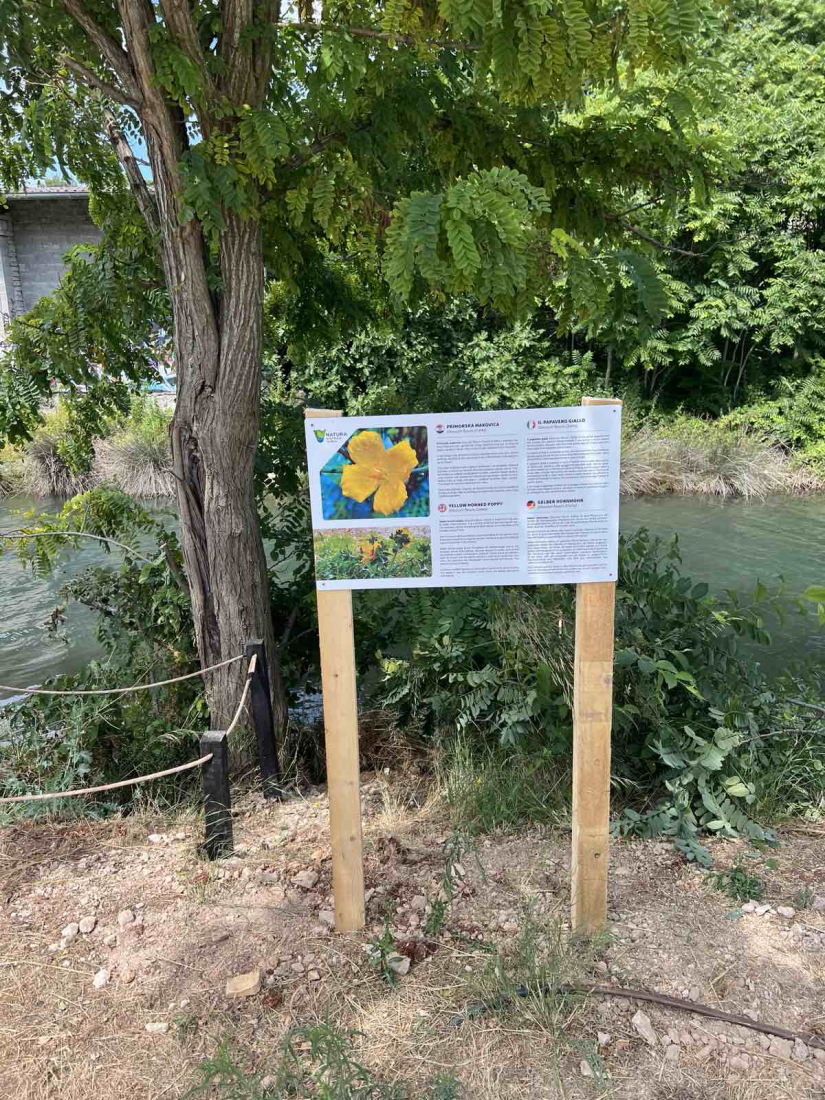 Ugrožena primorska makovica sve rjeđa na istarskoj obali – Natura ...