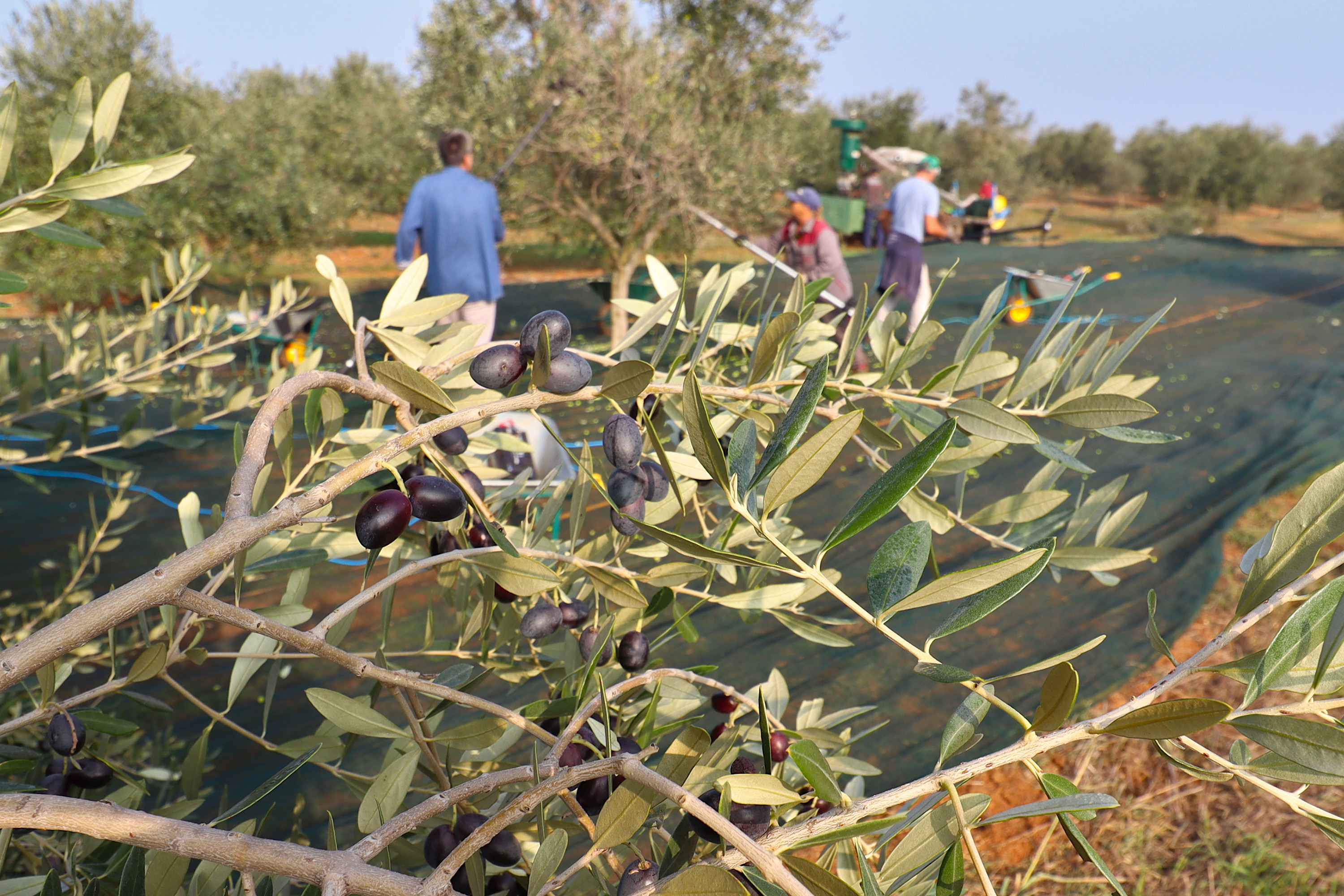 Što kada umjesto obitelji i prijatelja masline pobere netko nepoznat? POLICIJA TRAŽI KRADLJIVCA ...
