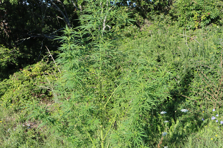 Istarska policija uhitila lopova pa otkrili da obrađuje i NASAD ...