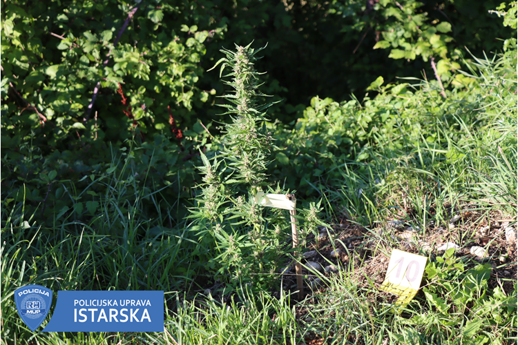 Istarska policija uhitila lopova pa otkrili da obrađuje i NASAD ...