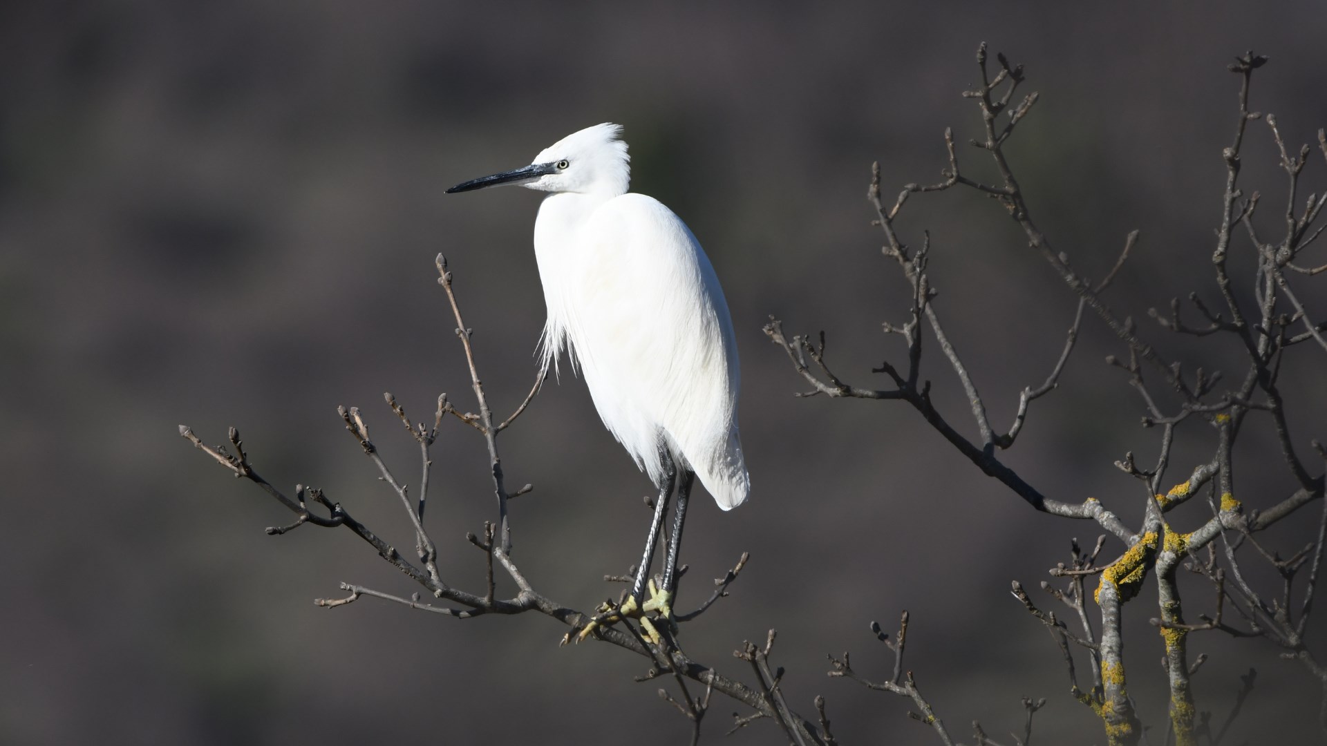 Obilježava se Svjetski dan vlažnih staništa NATURA HISTRICA ORGANIZIRA PROMATRANJE PTICA NA ...